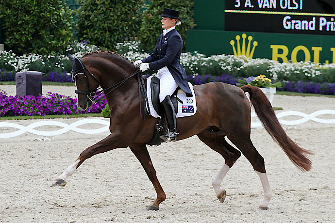SES Stallion: Belissimo M, Rheinlander, Frozen Semen Equine Semen