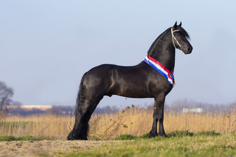 SES Stallion: Hette 481, Friesian, Frozen Semen Equine Semen
