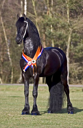 SES Stallion: Norbert 444, Friesian, Frozen Semen Equine Semen