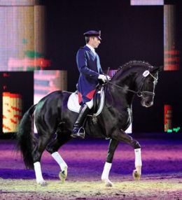 SES Stallion: Dancier, Hanoverian, Frozen Semen Equine Semen