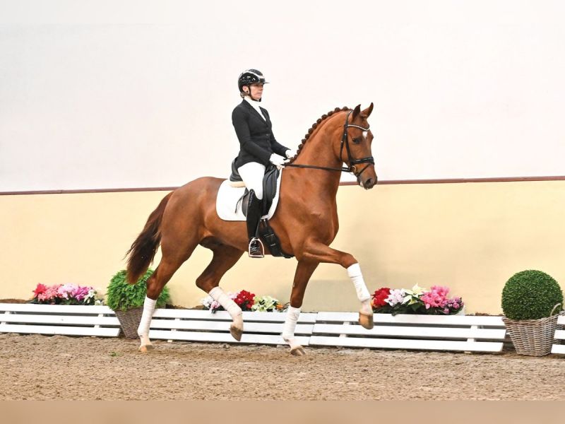 Viva Vitalis - Schockemohle Stud