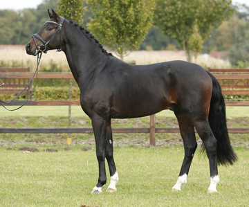 Fürst Romantic 2014 – Écurie Grand Côteau