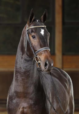 Donnerhall Oldenburg Stallion Superior Equine Oldenburg Mare 7 Years